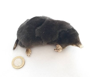 Taxidermy Mole - Etsy