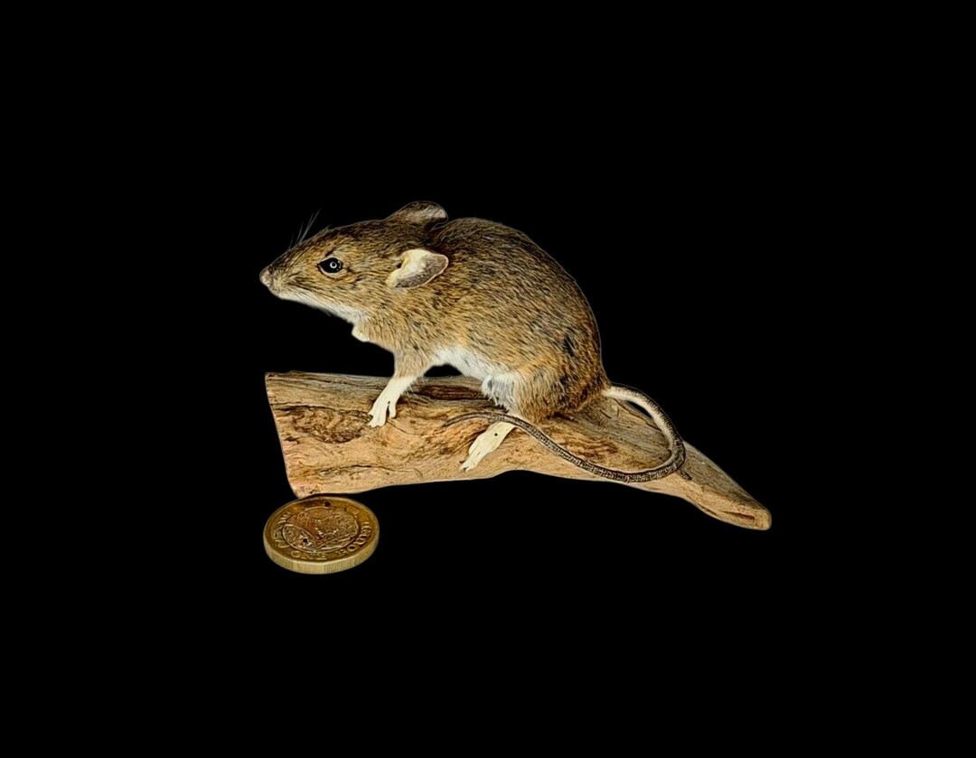 Taxidermy Field Mouse (apodemus Sylvaticus) Log No 384. on Driftwood. H ...