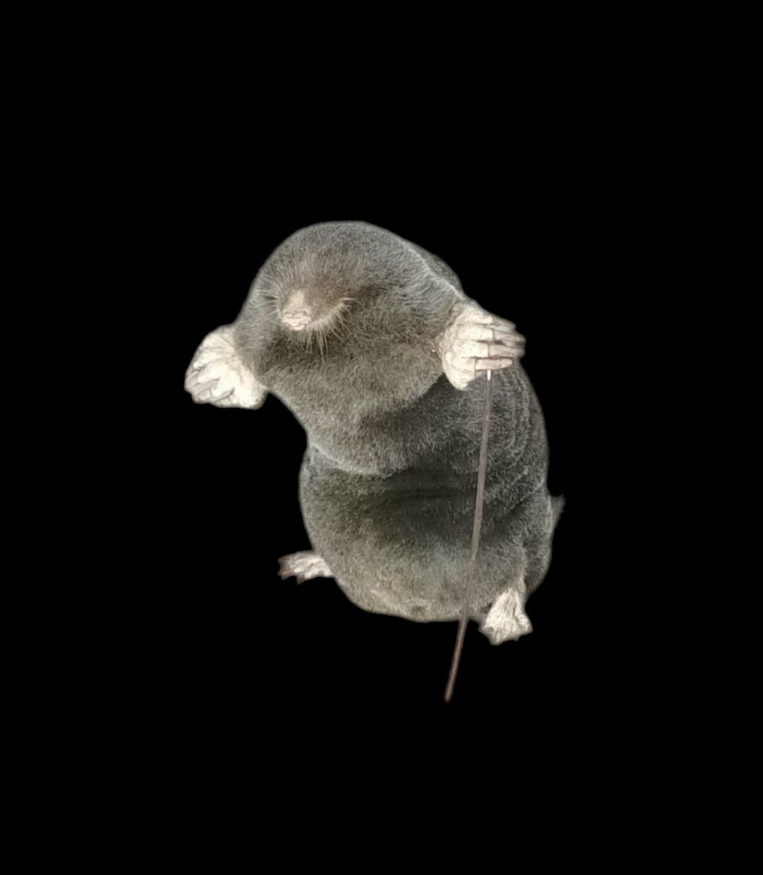 Taxidermy Mole With Walking Stick. Log No 330. Freestanding Mount ...