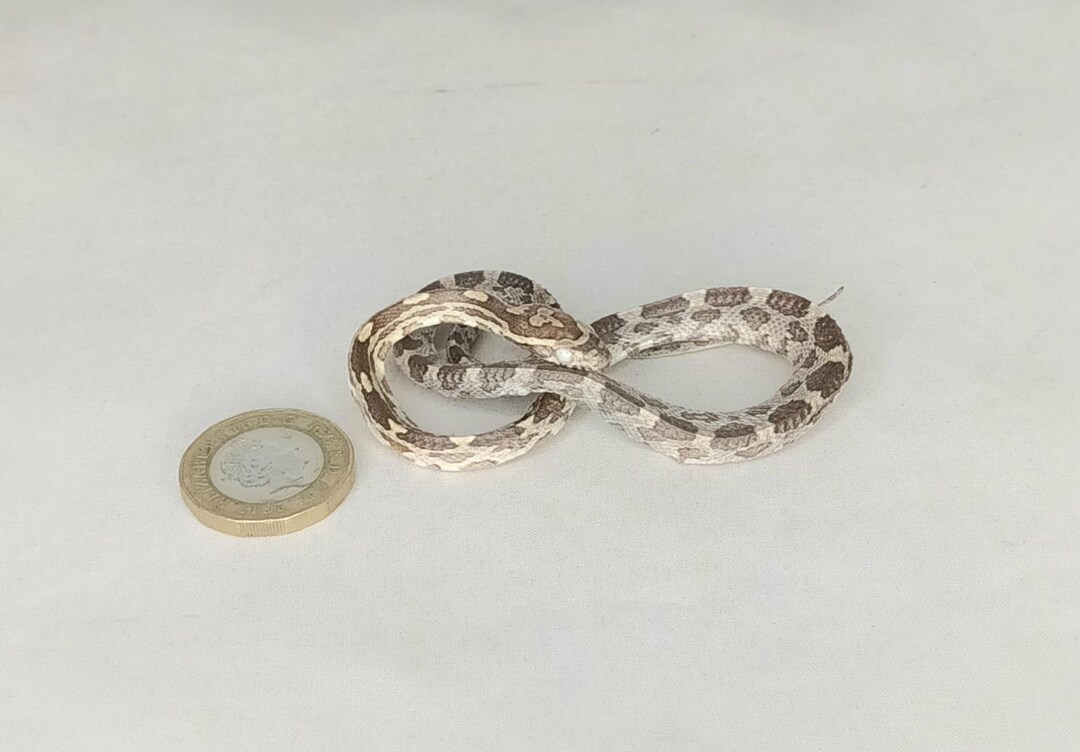 Taxidermy Tiny Corn Snake (pantherophis Guttatus) Log No 016. Freestanding. Length 7.5cm. - Etsy