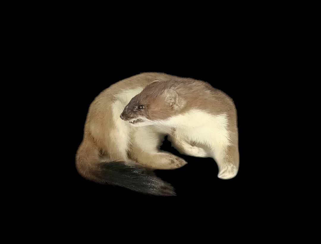 Taxidermy Stoat mustela Erminea. Log No 329. Freestanding Mount. Length 15cm. - Etsy UK