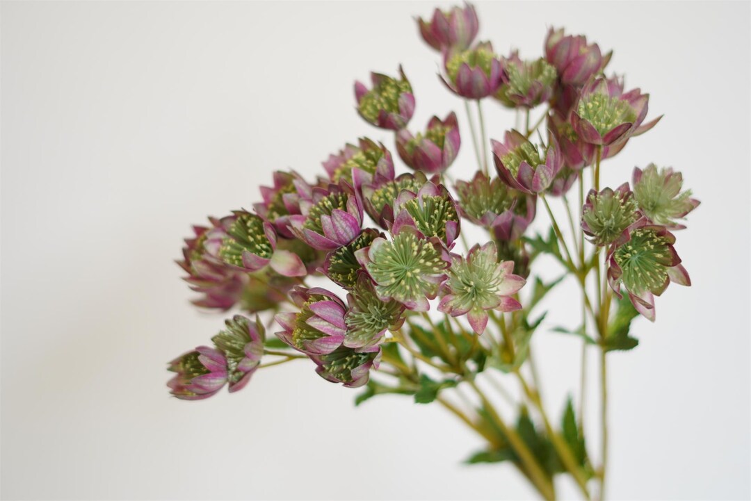 Artificial Star Celery, Single Branch, Dotted Dlowers Art, Classical ...