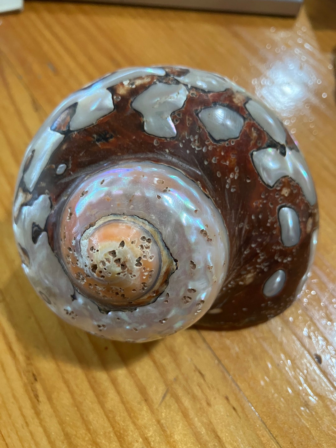 African Turbo Shell Large 3.5 - Etsy