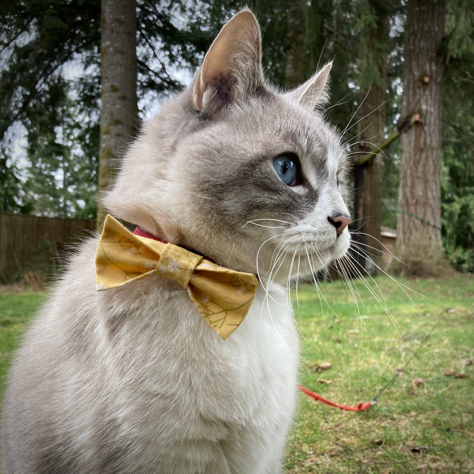 Collar de corbata de lazo de gato floral amarillo corbata de | Etsy