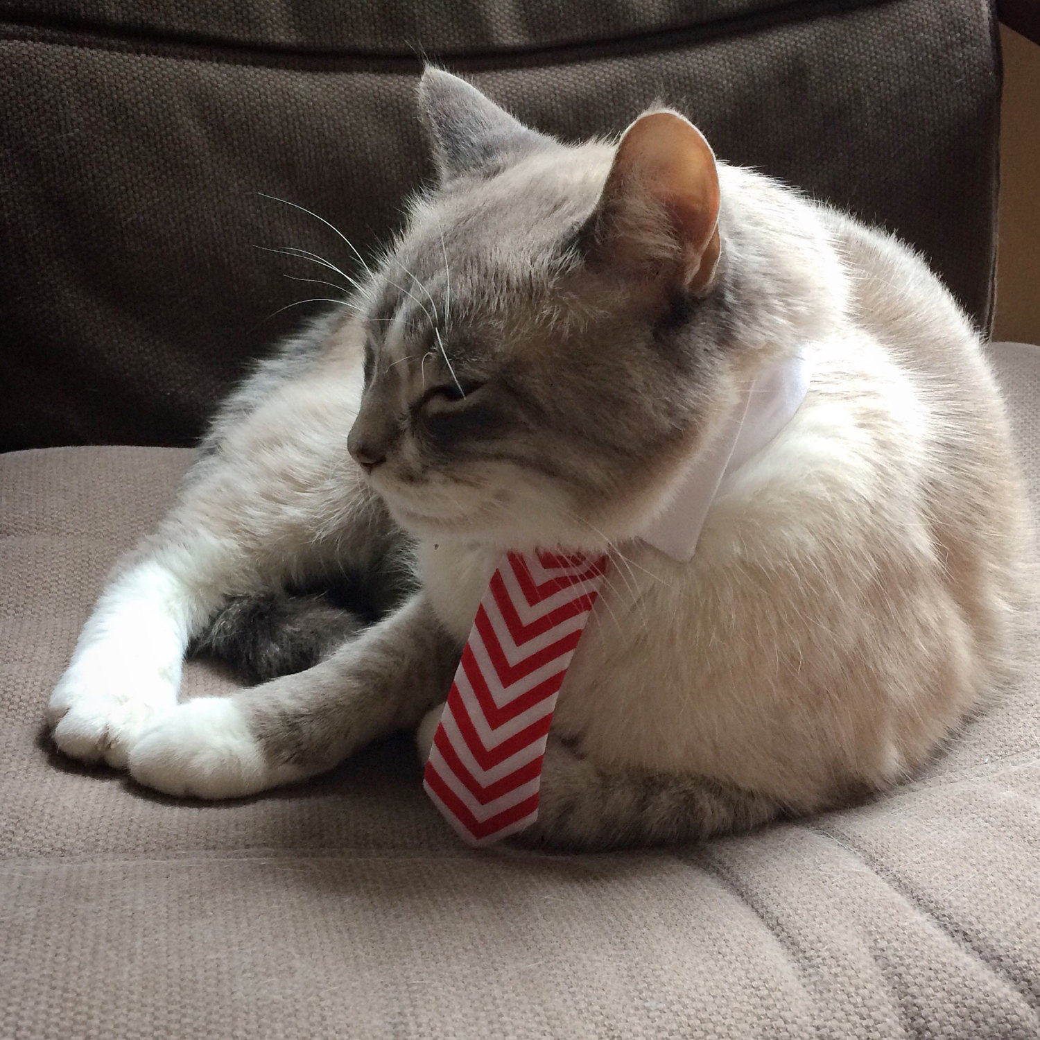 Red Chevron Skinny Cat Tie Cat Necktie Cat Necktie Collar - Etsy Canada