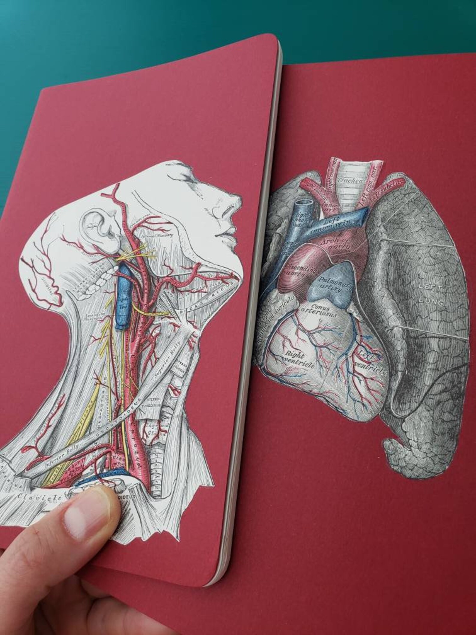 Anatomy Notebooks Unlined Vintage Illustration - Etsy