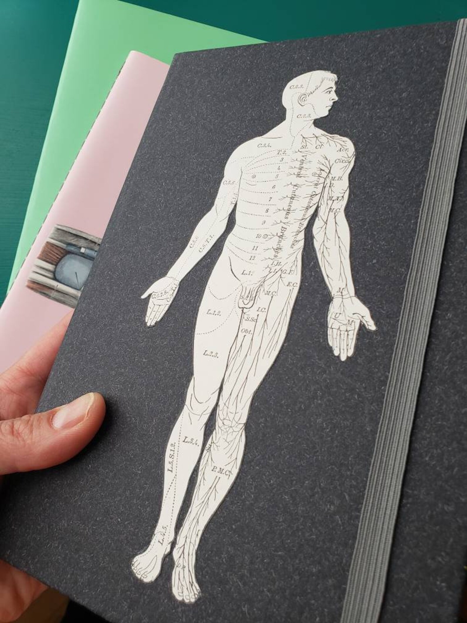 Anatomy Notebooks Unlined Vintage Illustration - Etsy