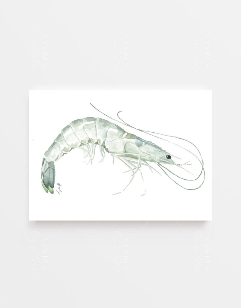 Shrimp Watercolor Print, Shrimp Print, Shrimp Artwork, Shrimp Painting ...