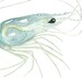 Shrimp Watercolor Print, Shrimp Print, Shrimp Artwork, Shrimp Painting ...