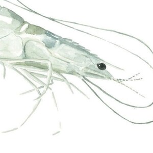 Shrimp Watercolor Print, Shrimp Print, Shrimp Artwork, Shrimp Painting ...