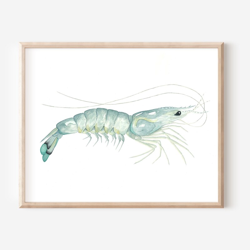 Watercolor Shrimp - Etsy