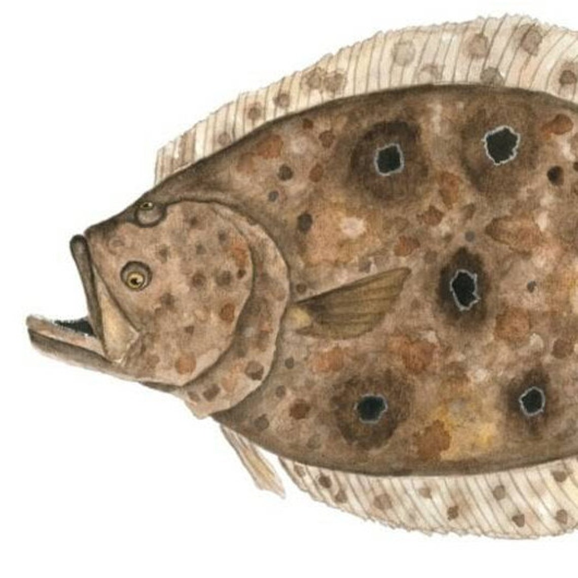 Flounder Watercolor Print, Flounder Art, Flounder Artwork, Flounder ...