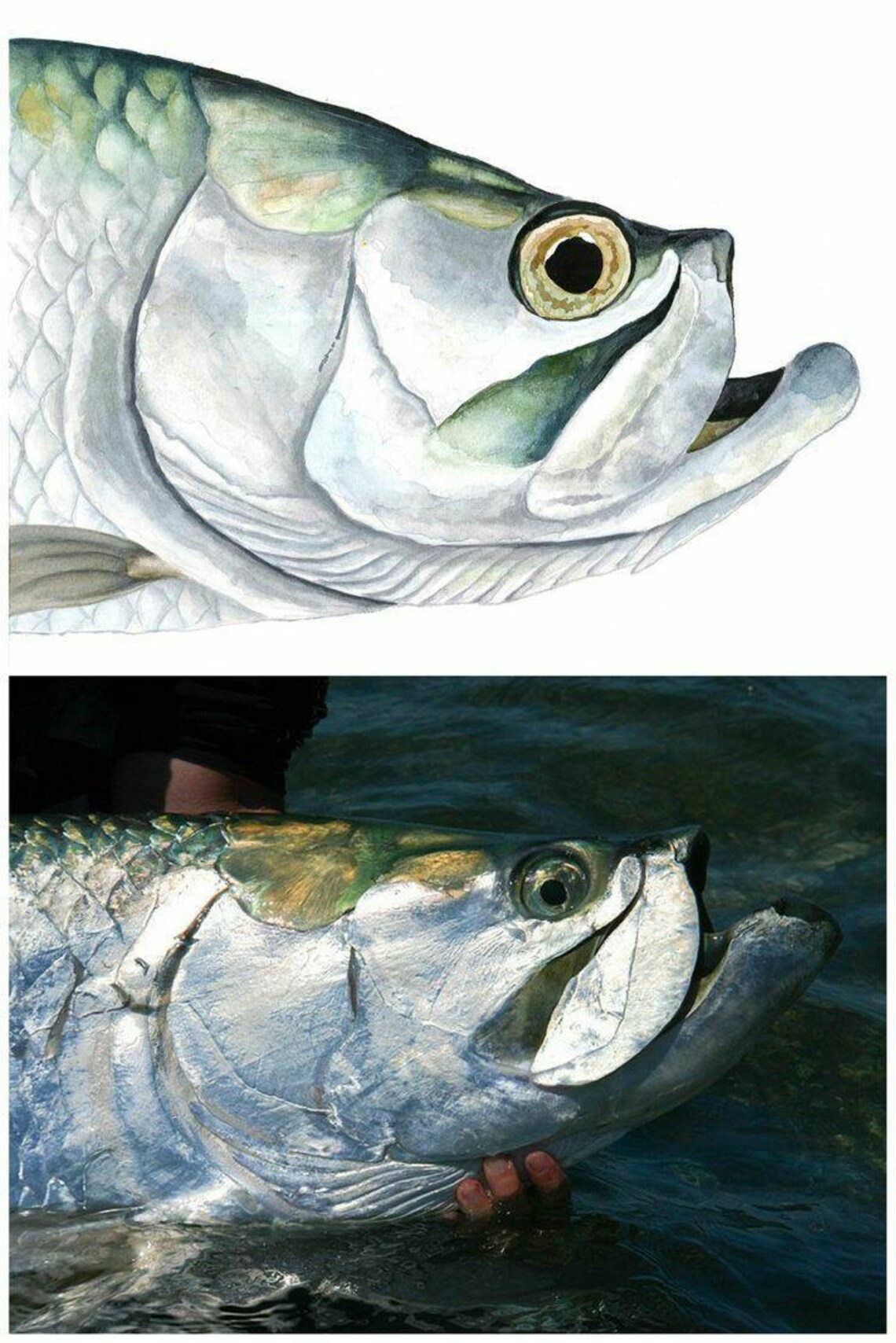 Tarpon Watercolor Print, Tarpon Art, Tarpon Head Watercolor Print, Tarpon Head Art, Tarpon Wall ...