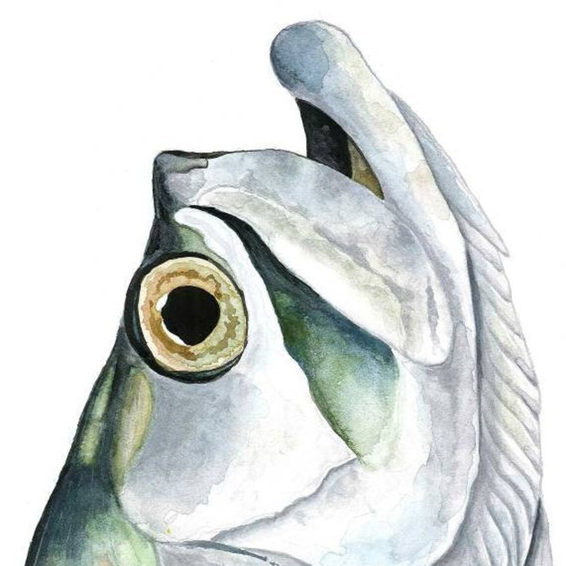 Tarpon Watercolor Print, Tarpon Art, Tarpon Head Watercolor Print ...