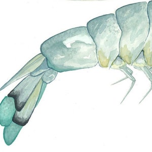 Shrimp Watercolor Print, Shrimp Print, Shrimp Artwork, Shrimp Painting ...