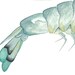 Shrimp Watercolor Print, Shrimp Print, Shrimp Artwork, Shrimp Painting ...