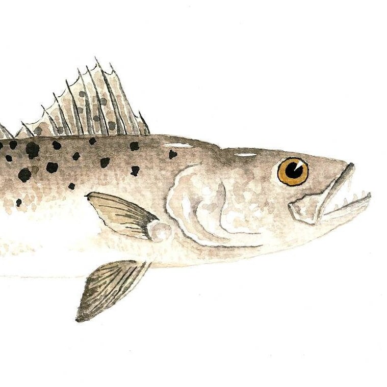 Speckled Trout Watercolor Print Trout Art Speckled Brown - Etsy