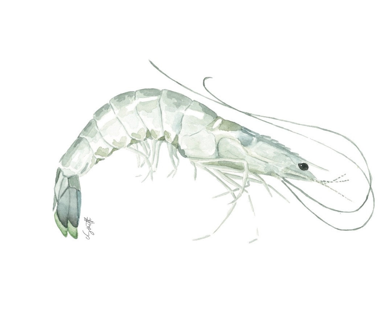 Shrimp Watercolor Print, Shrimp Print, Shrimp Artwork, Shrimp Painting ...