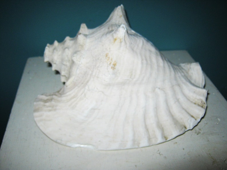 Conch Sea Shell Pale Pink Inside Distress By Nature | Etsy