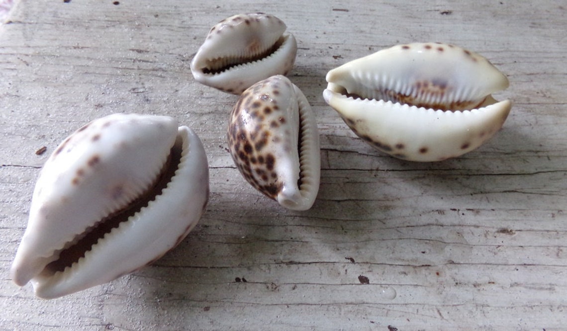 Cowrie Shells Four Shells Assorted Sizes and Designs Beach | Etsy