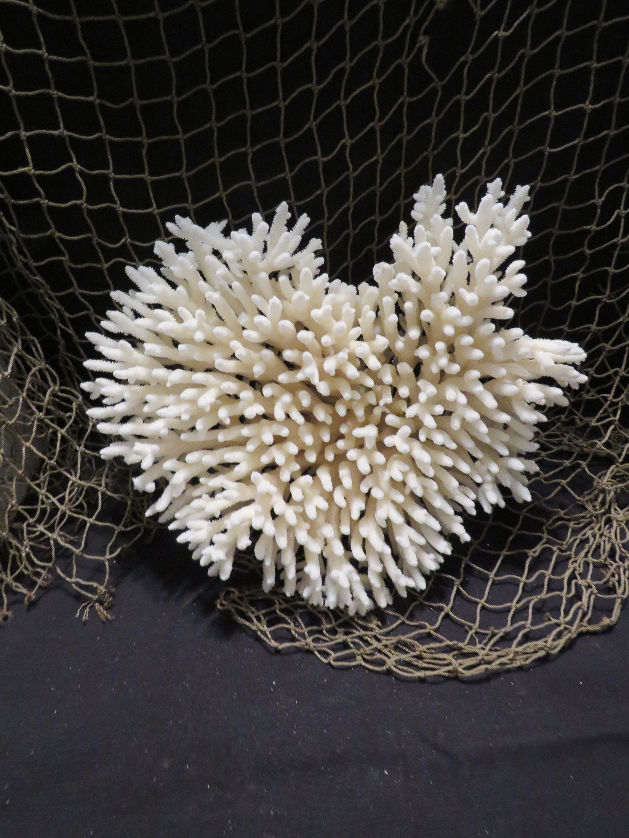 Shells Round Coral Large Table Coral Beach & Wedding Decor White Coral ...