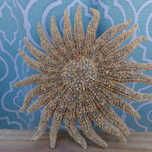 Starfish Decorations - Etsy