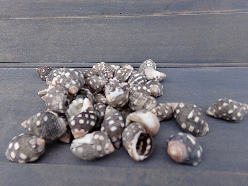 Rock Snail Shells Grey and White Spotted Shell Small | Etsy