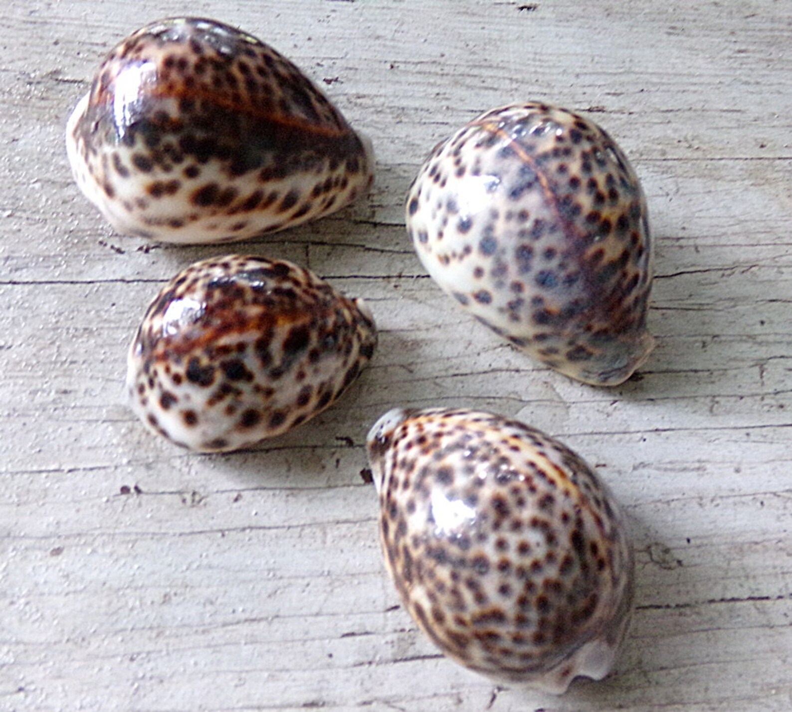 Cowrie Shells Four Shells Assorted Sizes and Designs Beach | Etsy
