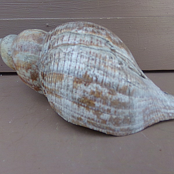 Tulip Shell - Etsy