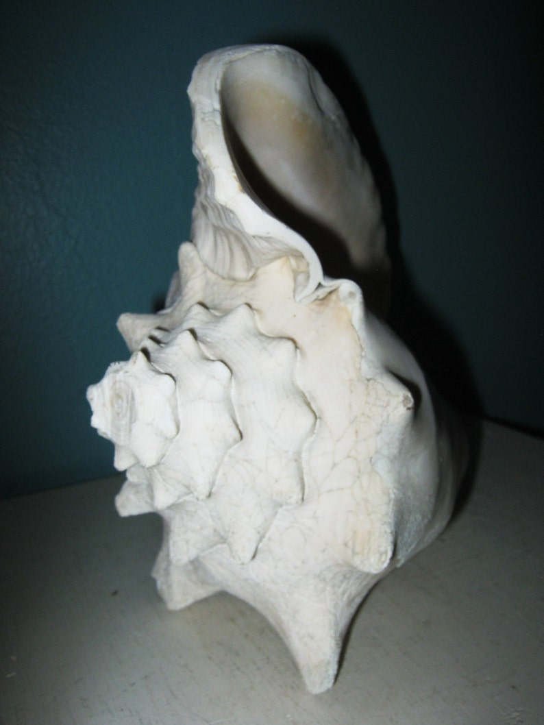 Conch Sea Shell Pale Pink Inside Distress By Nature | Etsy