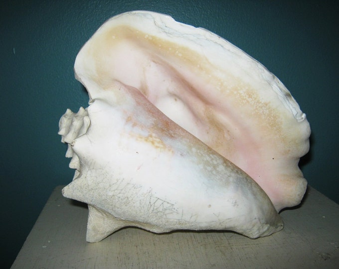 Conch Sea Shell Pale Pink Inside Distress by Nature - Etsy