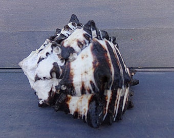 Black Murex Shell - Etsy