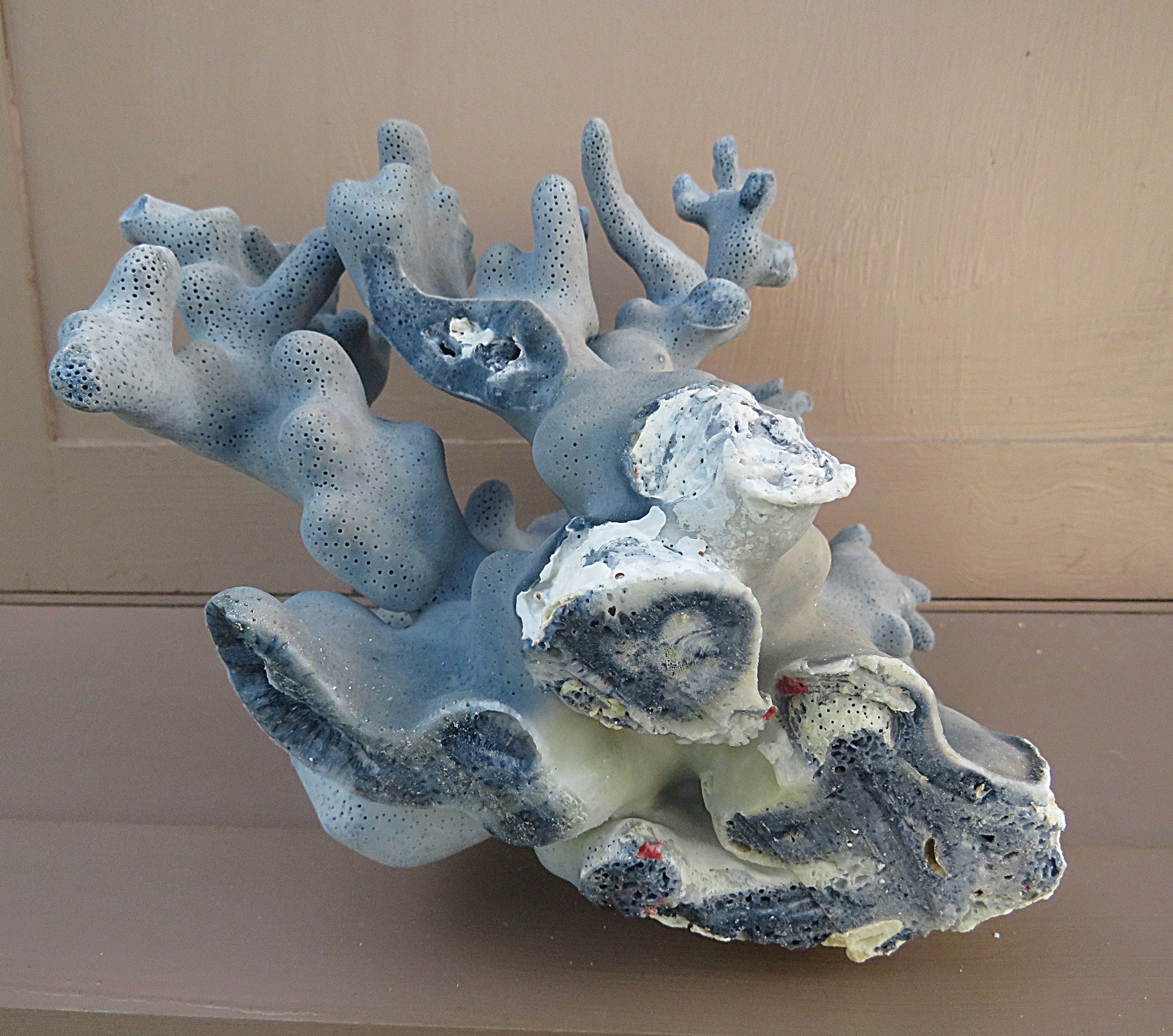 Blue Ridge Coral 8 Tall 9 1/2 By 5 Inches Beautiful Blue | Etsy