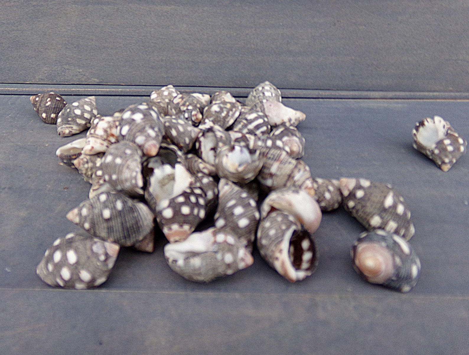 Rock Snail Shells Grey and White Spotted Shell Small | Etsy