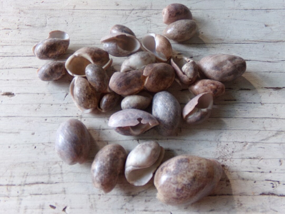 Bubble Shells Assorted Sizes Assorted Colors Sea Shells - Etsy