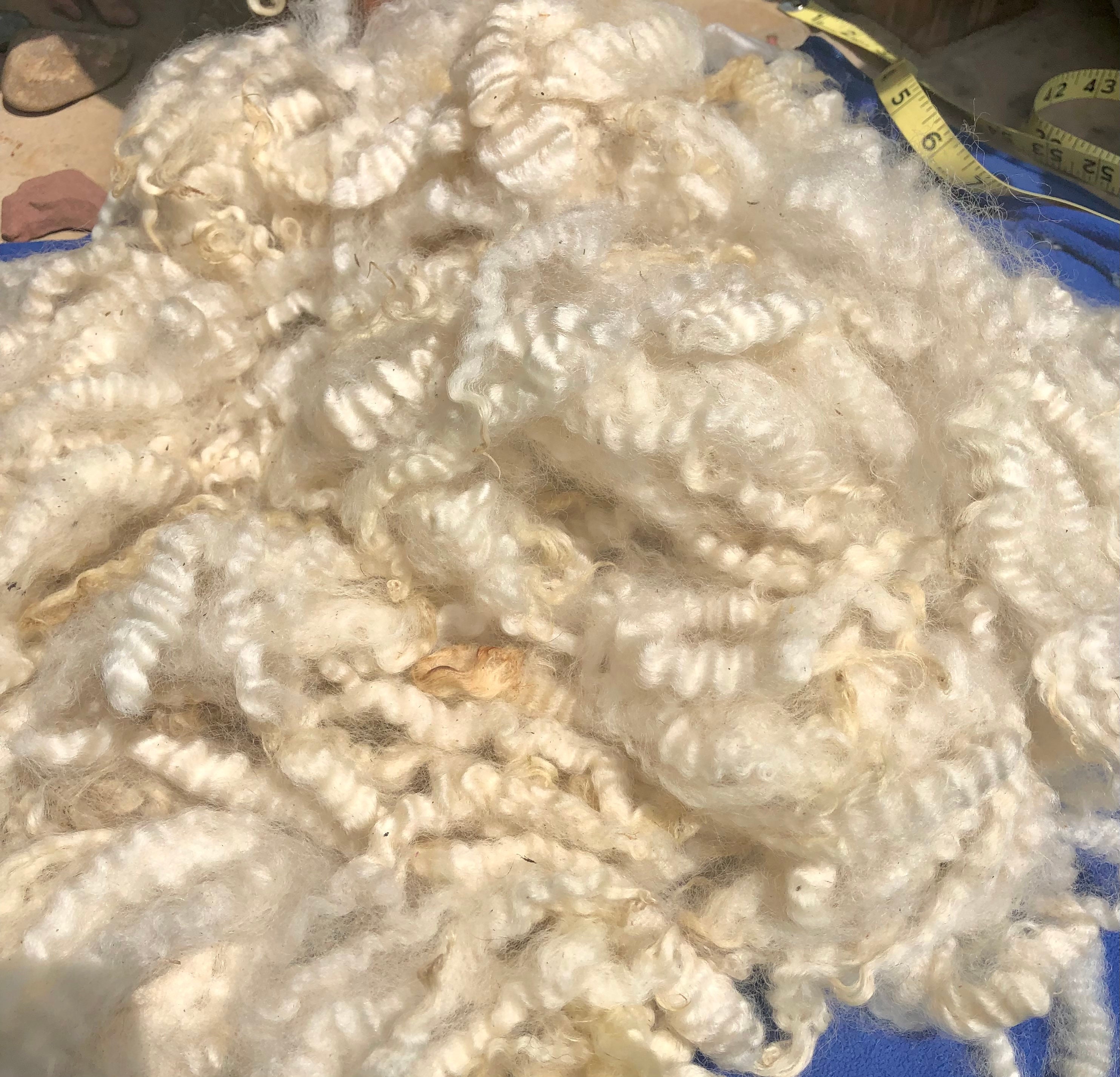Silky Romney Lamb Fleece: Hand Pulled Curls for Spinning, Weaving ...