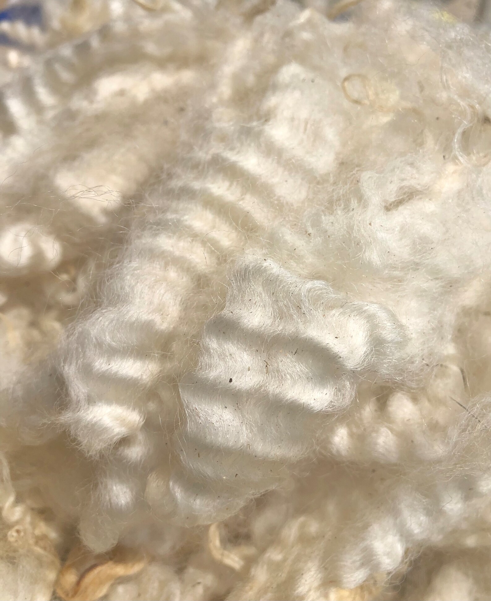 Silky Romney Lamb Fleece: Hand Pulled Curls for Spinning, Weaving ...