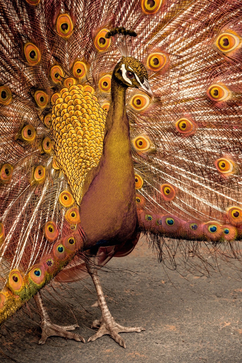 Peacock in Copper & Rose Gold Framed Duotone Fantasy Wildlife - Etsy