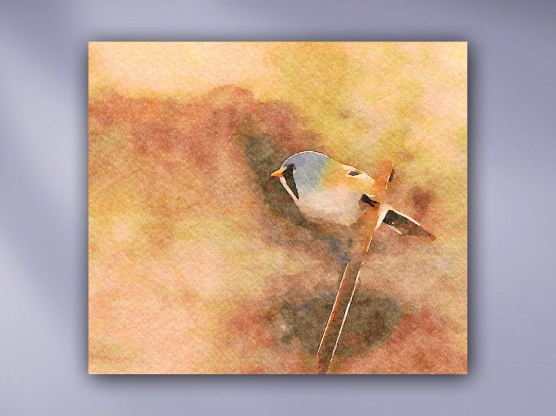 Bearded Reedling Bird in Wetland Reeds Stretched Canvas or Unframed ...