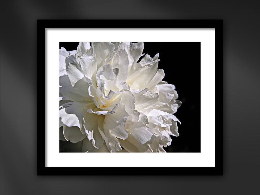 White Peony Flower Framed Macro Nature Photography Giclée Wall Art ...