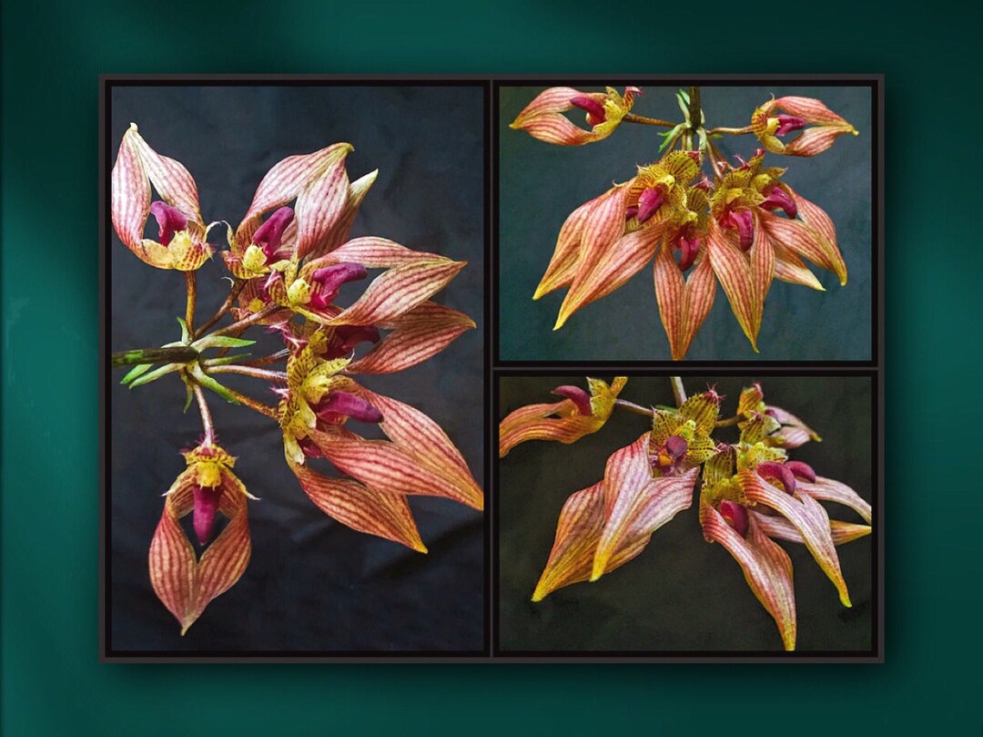 Bulbophyllum Orchid Flower Collage Stretched Canvas or Unframed Giclée ...