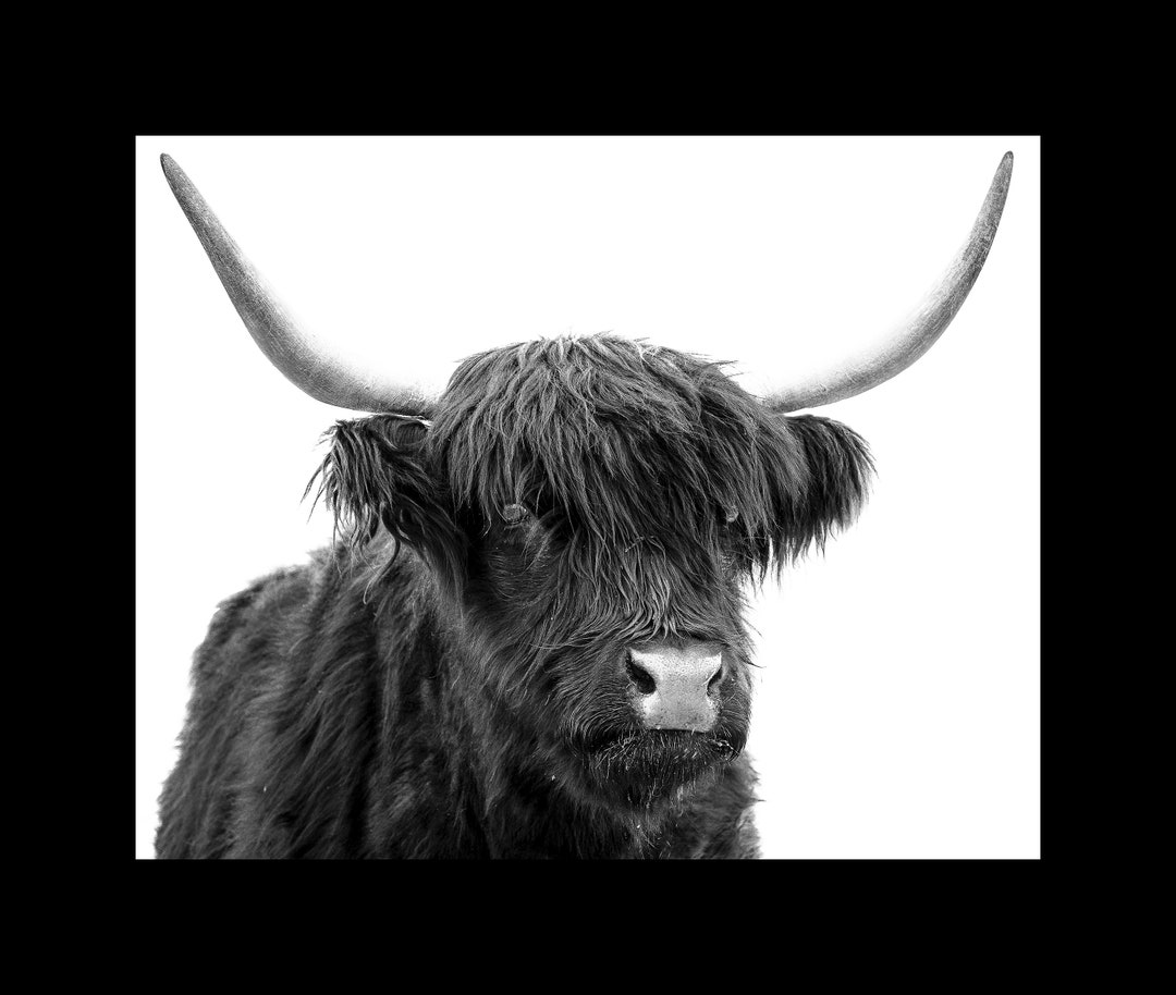 Highland Cow Print, Cow Photography Print, Fuzzy Cow Printable, Farm ...