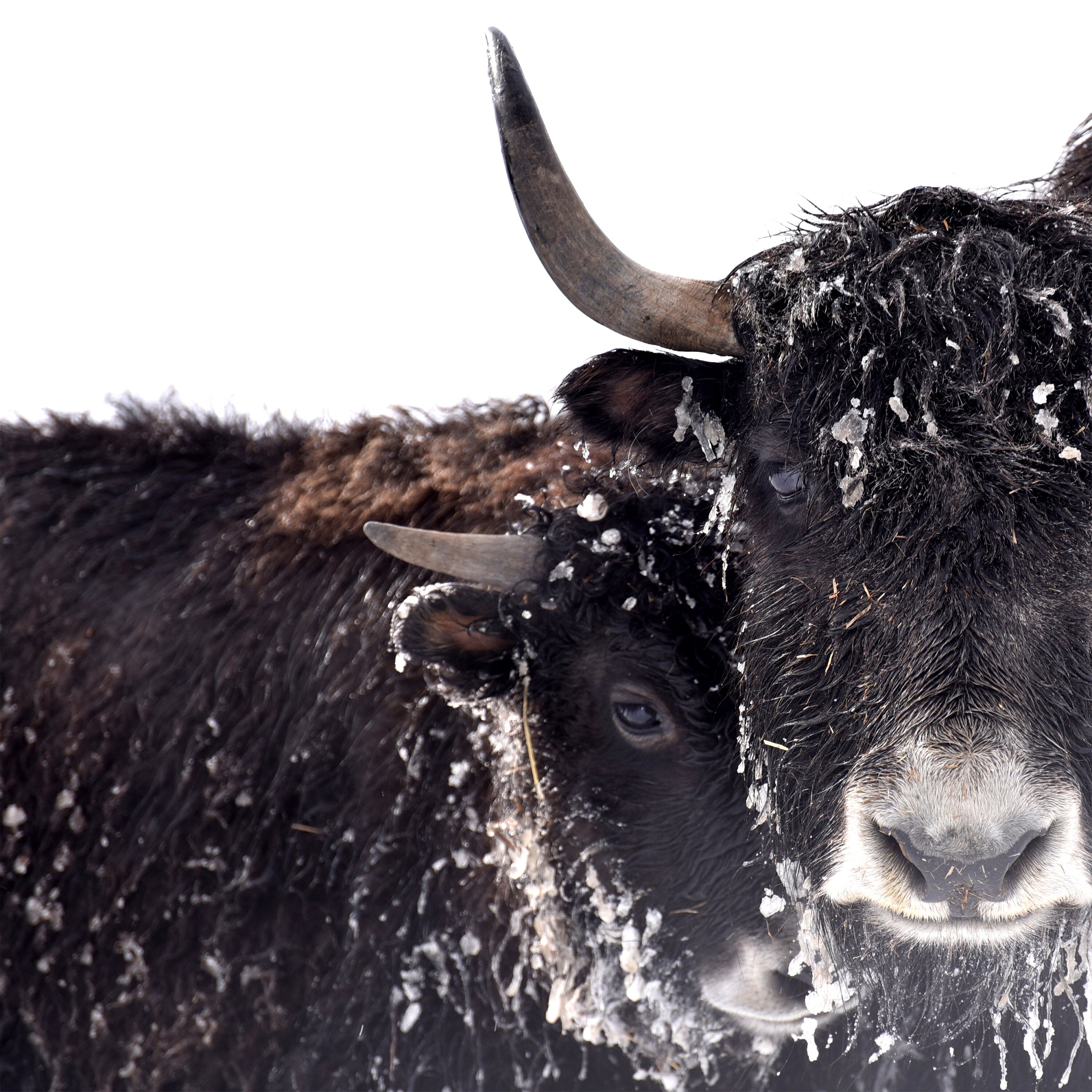 Color Fine Art Photograph of a Mother and Baby Yak in the - Etsy New ...
