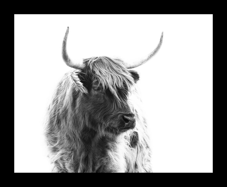 Highland Cow Art Cow Wall Art Fuzzy Cow Scottish Highlander - Etsy