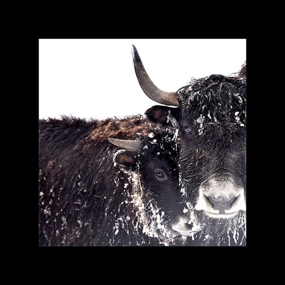 Color Fine Art Photograph of a Mother and Baby Yak in the - Etsy
