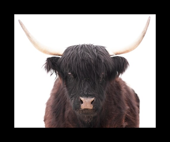 Highland Cow Art Fuzzy Cow Print Photography Cow Canvas Wall - Etsy