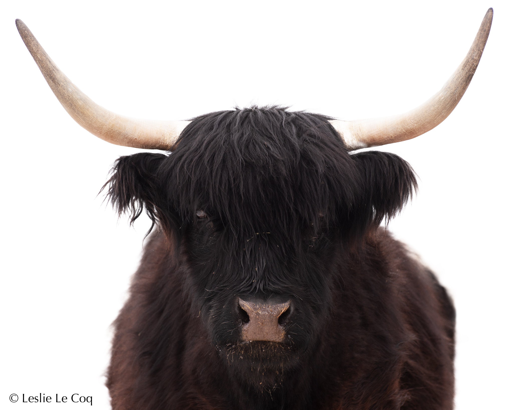 Highland Cow Art Fuzzy Cow Print Photography Cow Canvas Wall Art Cow ...