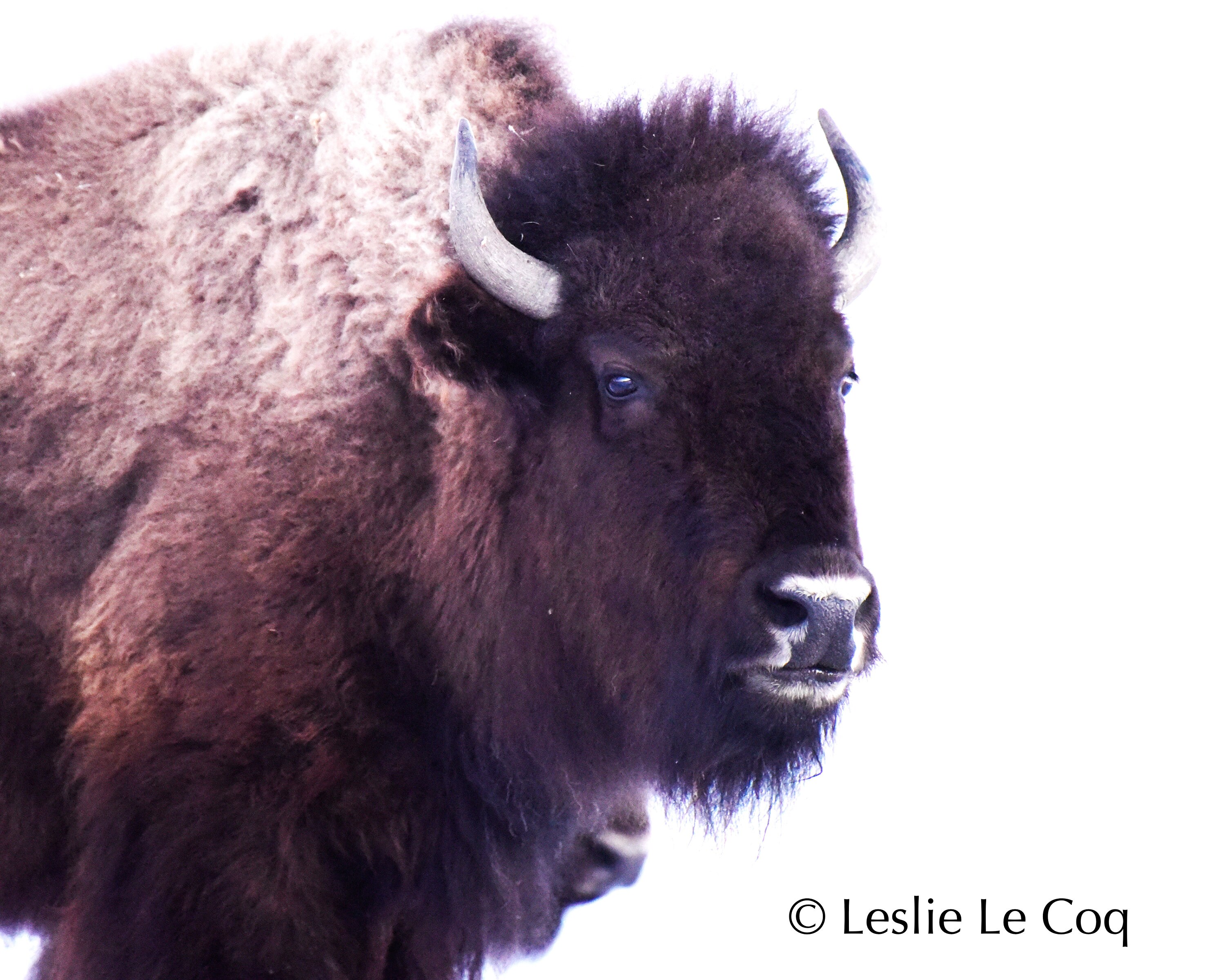 Buffalo Photography Bison Print Canvas Wall Art Home Decor - Etsy.de