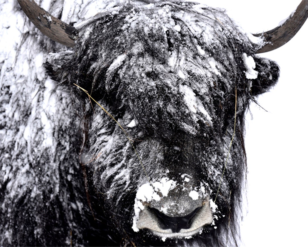 Photograph of a Yak in Winter. Fine Art Photography Printed on Paper ...