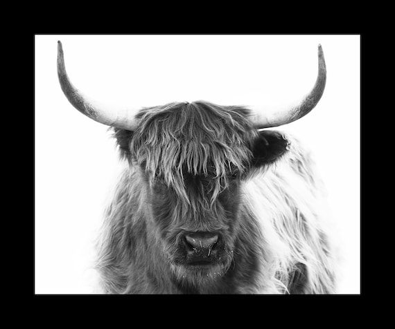 Highland Cow Art Fuzzy Cow Print Highland Cow Photo Highland - Etsy